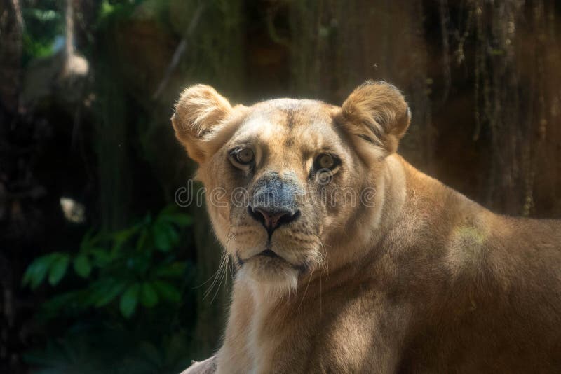 Female Lion or Lioness Portrait Stock Photo - Image of laying, lioness ...