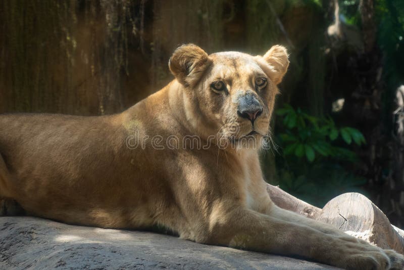 Female Lion or Lioness Portrait Stock Image - Image of predator ...