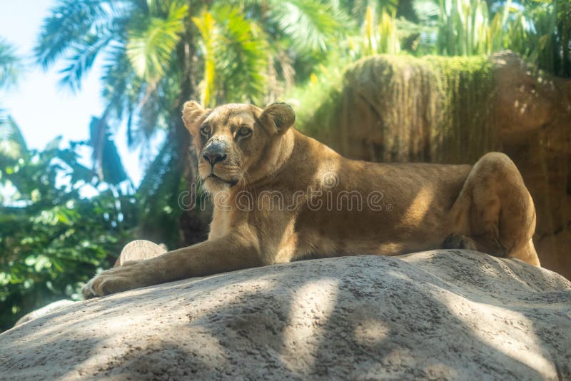 Female Lion or Lioness Portrait Stock Image - Image of lazy, rest ...