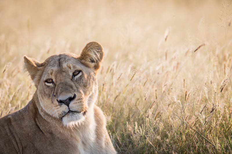 Female Lion Looking Back in Chobe. Stock Image - Image of animal ...