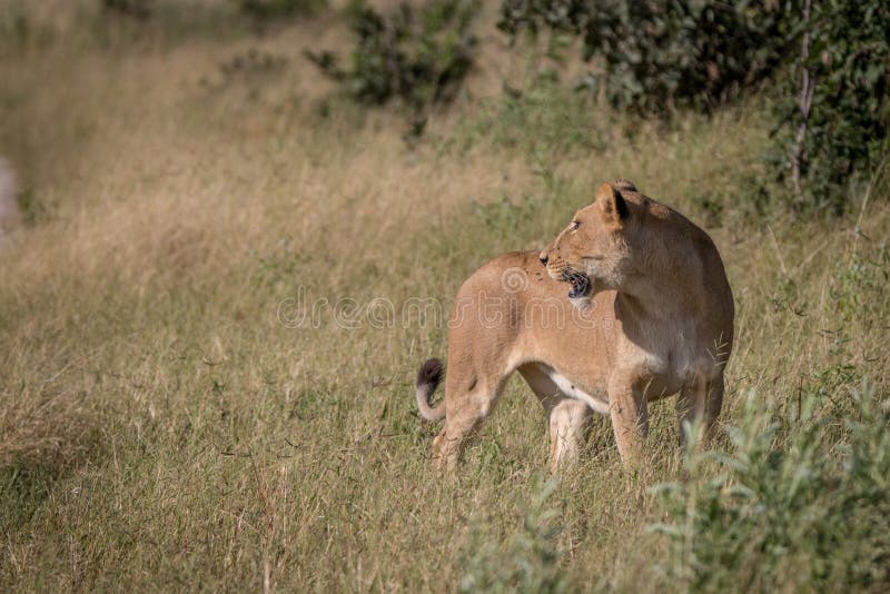 A Female Lion Looking Back in the Grass. Stock Photo - Image of intense ...