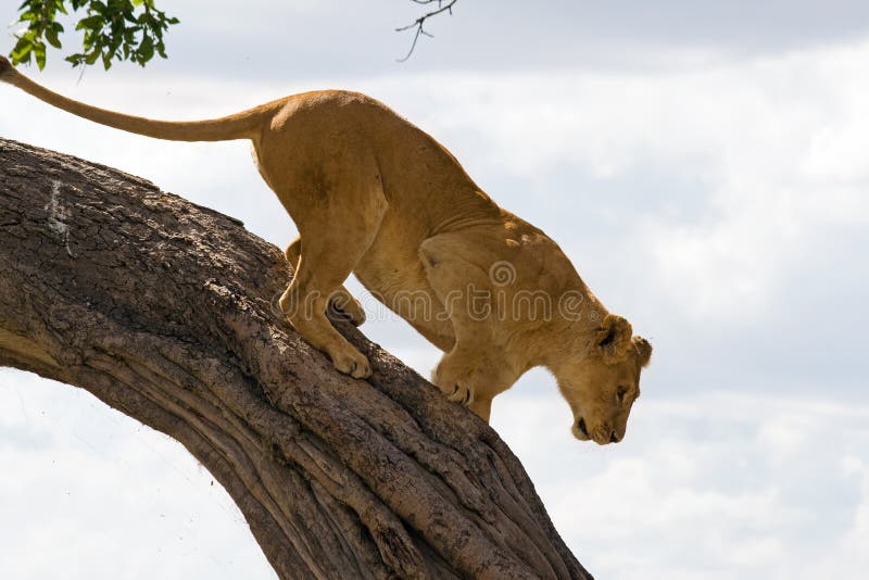Lion climbing a tree stock photo. Image of climb, africa - 27294018