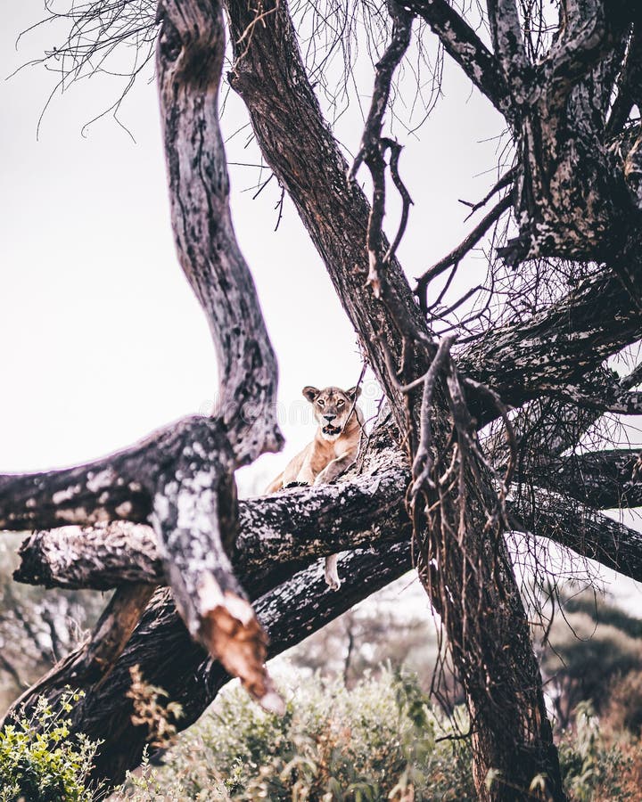 Female Lion Perching on Tree Trunk Stock Image - Image of national ...