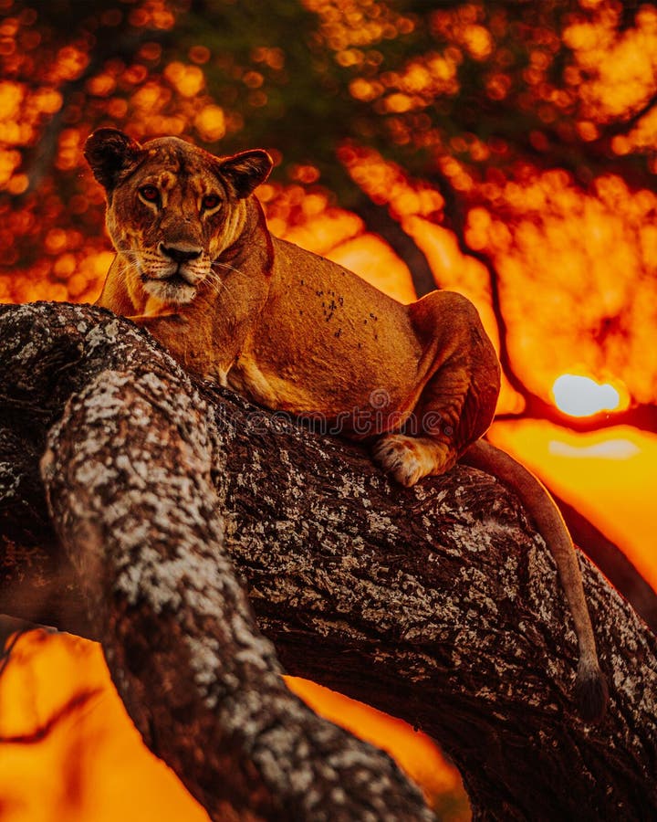 Female Lion Perching on Tree Trunk during Sunset Stock Photo - Image of ...