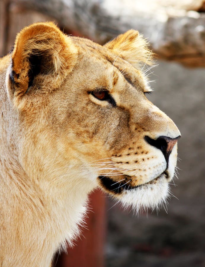 Female Lion Portrait Isolated Stock Photo - Image of look, pride: 11086840