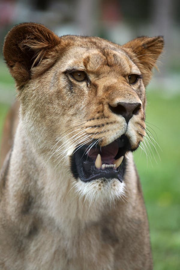 Female Lion Lioness Roaring Stock Image - Image of feline, predator ...