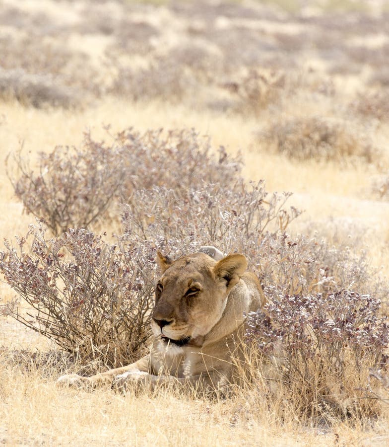 A Female Lion with Radio Collar Stock Photo - Image of tracking, mammal ...