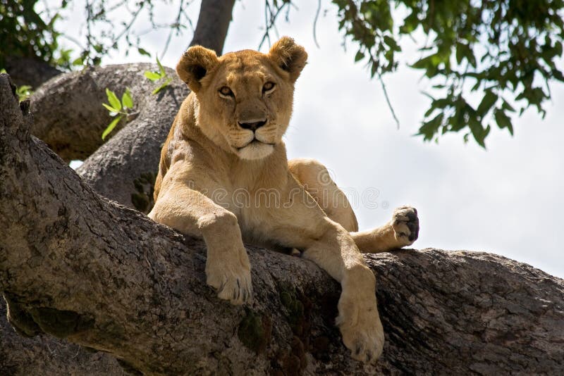 Female Lion Resting on a Branch in a Tree. Stock Photo - Image of ...