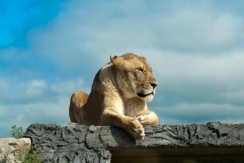 Lion Resting on a Rock Ledge at Brookfield Zoo Stock Image - Image of ...