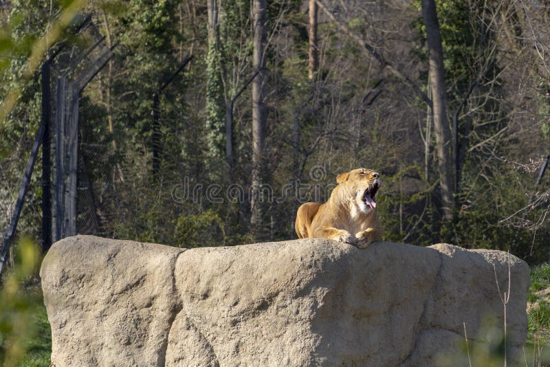 Lion on a rock in a zoo stock image. Image of beautiful - 143857713