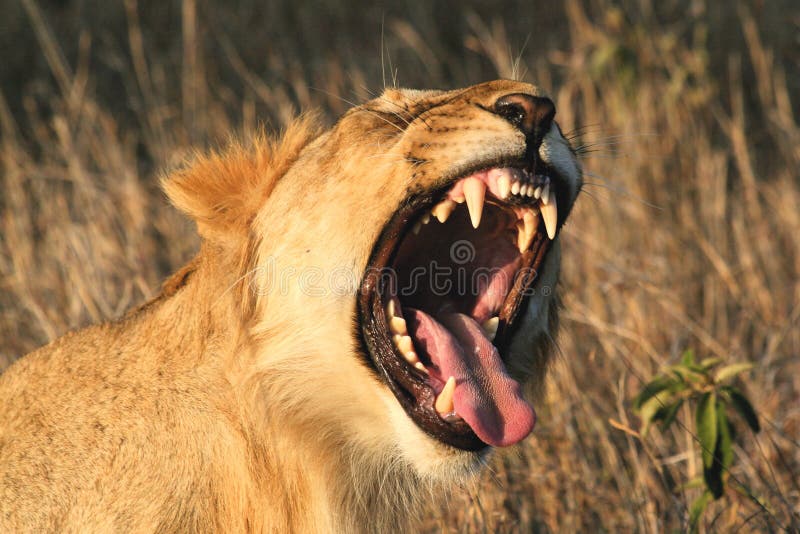 Female Lion Roaring Picture. Image: 13574427