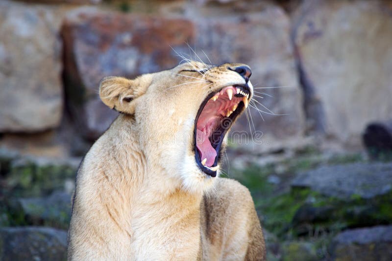 Female Lion Roaring stock image. Image of yell, strength - 62718957