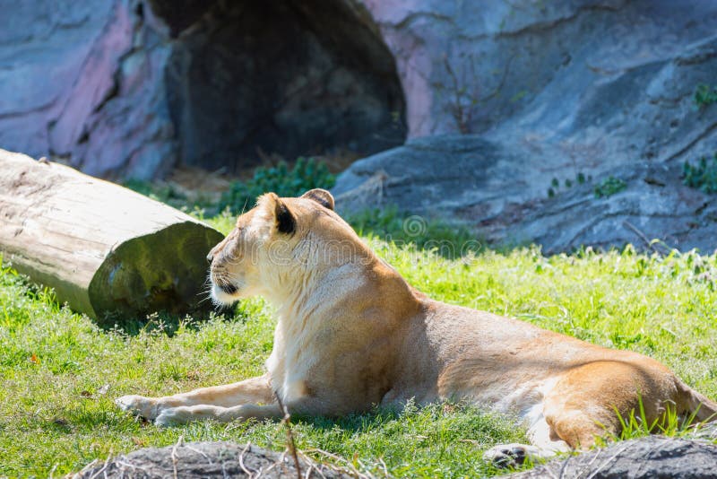 Female Lion Sitting on Green Grass in Daylight Stock Photo - Image of ...