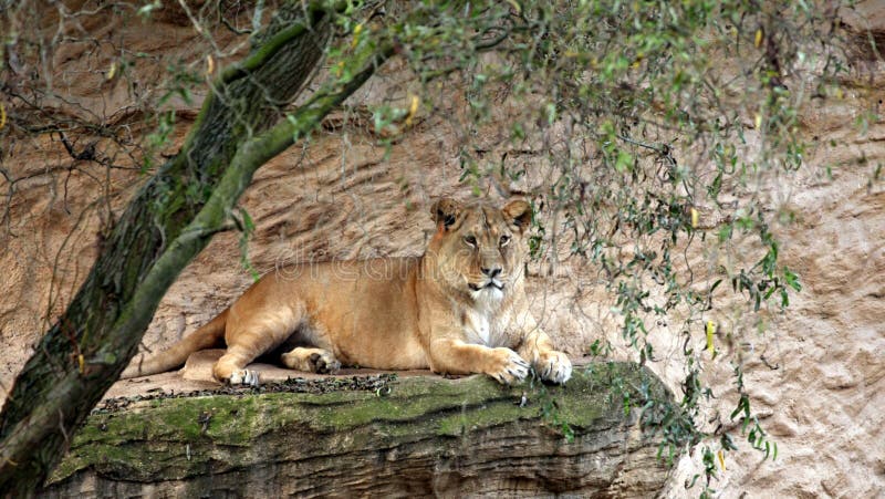 Female lion stock photo. Image of plant, pile, brown - 49921036