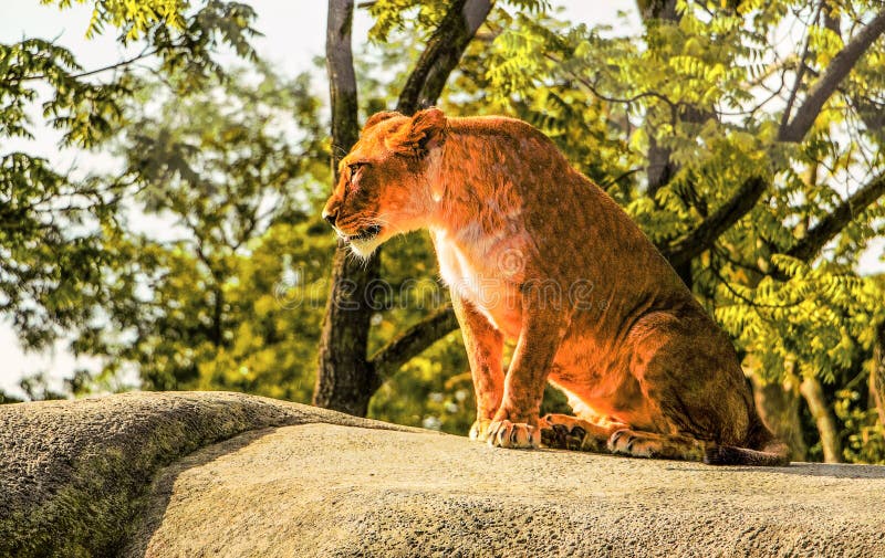 Female Lion Sitting on Rock Stock Image - Image of kenya, safari: 178903373