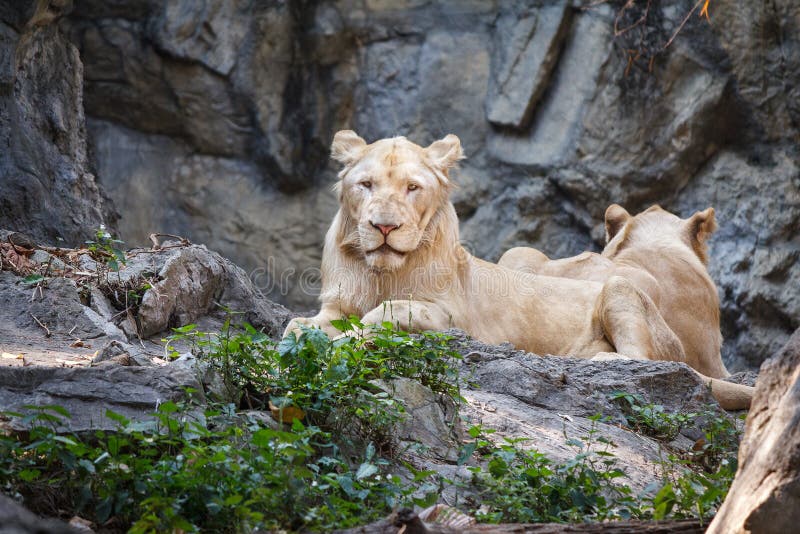 Female Lion Sitting on the Rock with Green Leaf Stock Image - Image of ...