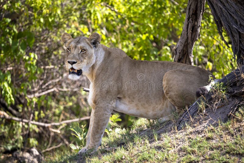 Female Lion is Sitting Under a Tree in Botswana Stock Photo - Image of ...