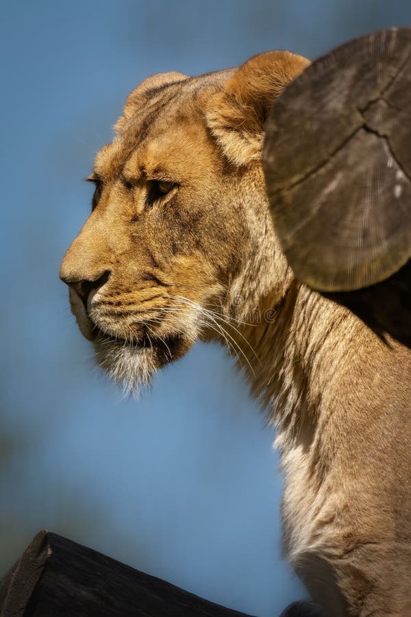 Female Lion Standing Near Rock Stock Image - Image of wild, strong ...