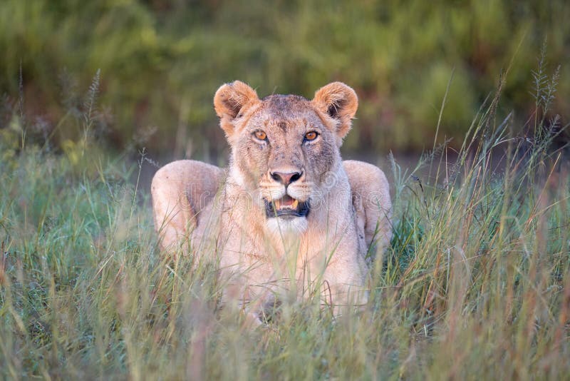 Female Lion Staring into the Camera Stock Photo - Image of animal ...