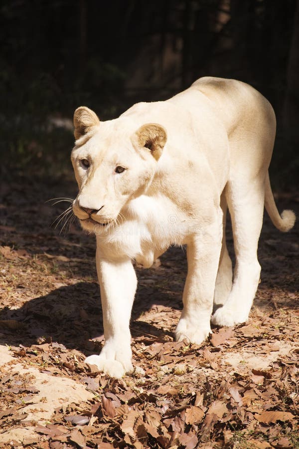 Female Lion walking stock photo. Image of adult, serengeti - 69828604