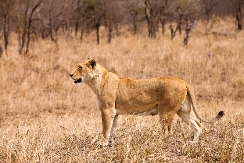 Female Lion Walking through the Grass Stock Image - Image of african ...