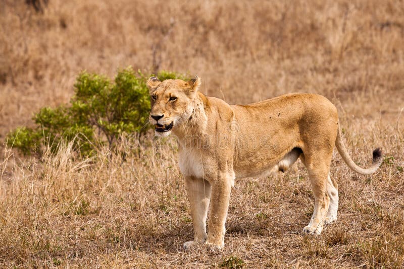 Female Lion Walking through the Grass Stock Image - Image of african ...
