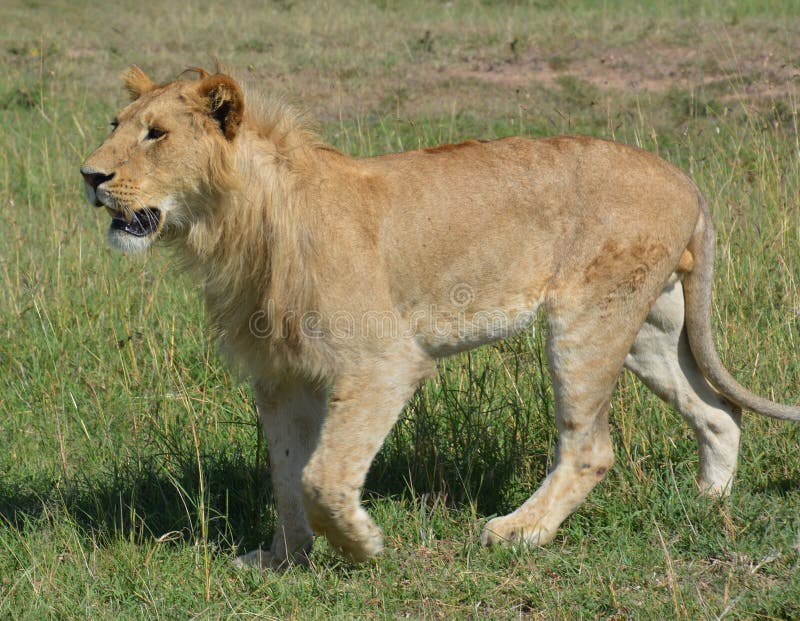 Female Lion Walking on the Plains. Stock Image - Image of reserve, game ...