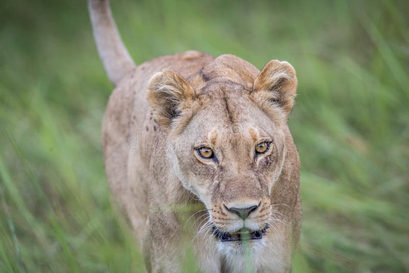 Female Lion Walking Towards the Camera. Stock Photo - Image of power ...