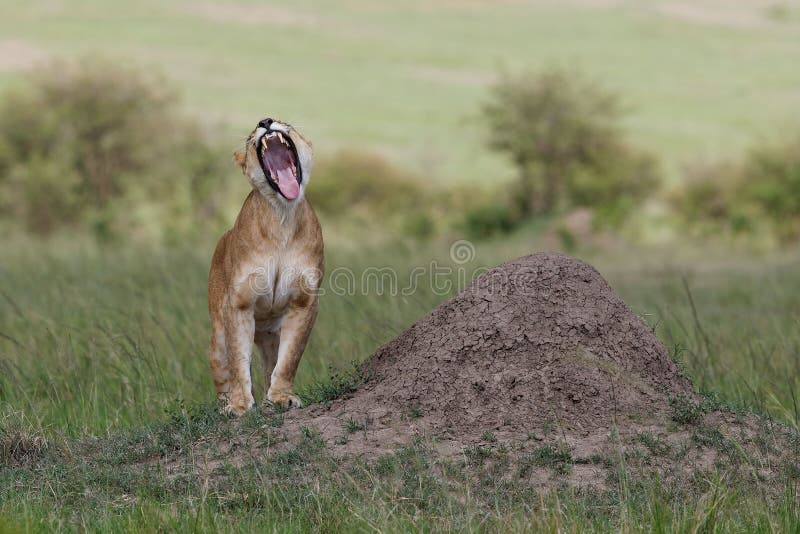 Female Lion Yawning Next To a Pile of Soil Stock Photo - Image of lion ...