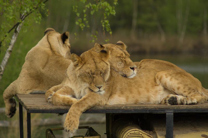 Lionesses Snuggling Stock Photos - Free & Royalty-Free Stock Photos from Dreamstime