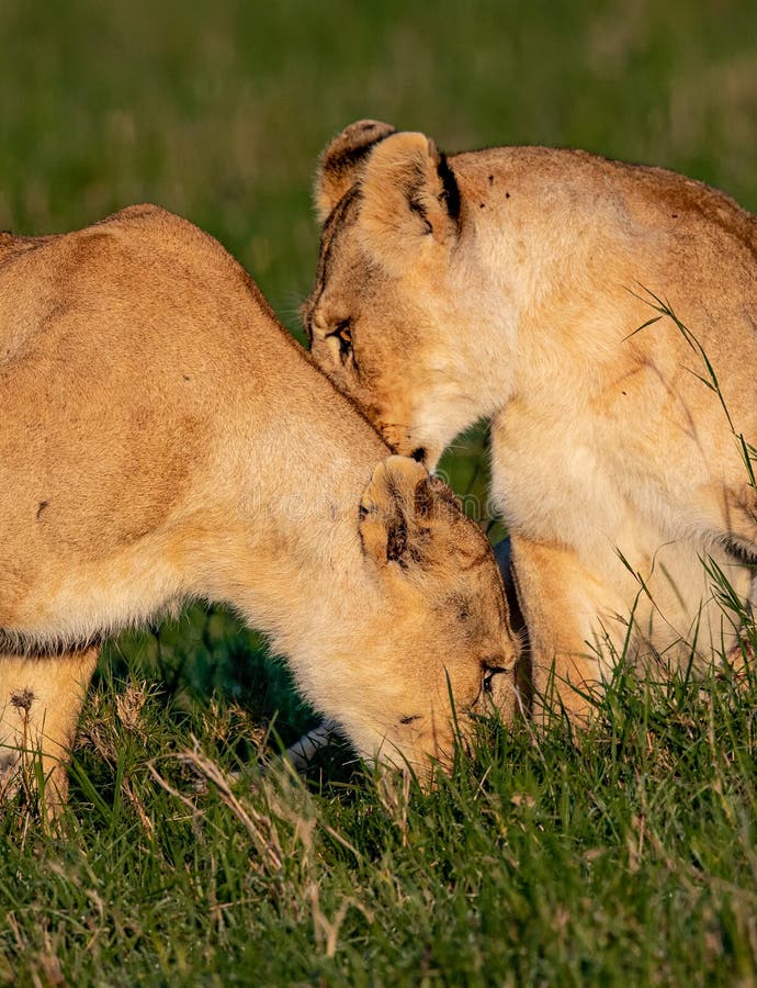 Female Lionesses Sniffing Each Other for Identification Stock Photo ...