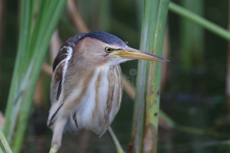 Female Little Bittern with Mosquito on Head Stock Image - Image of ...