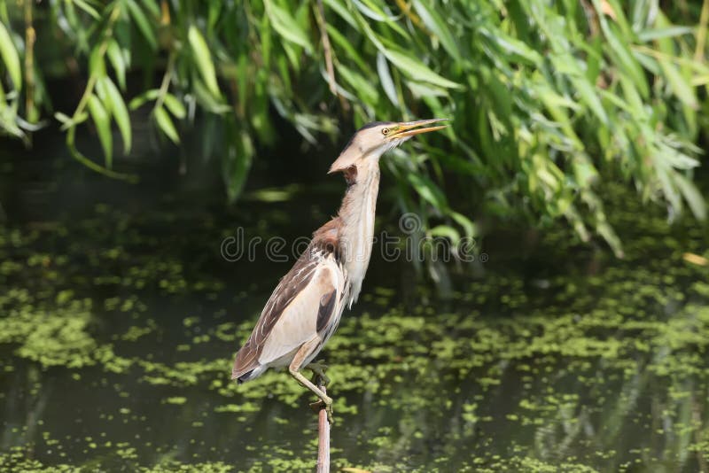 A Female Little Bittern Sits on the Branch Stock Photo - Image of ...