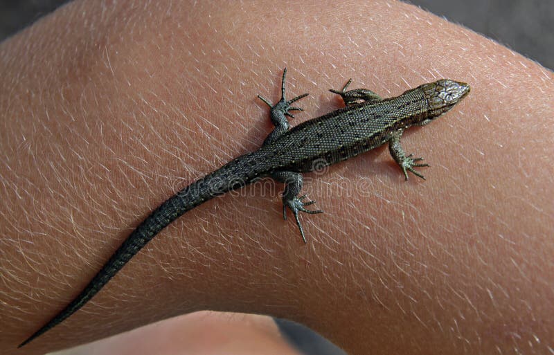 Female lizard stock photo. Image of asia, closeup, outdoor - 97517086
