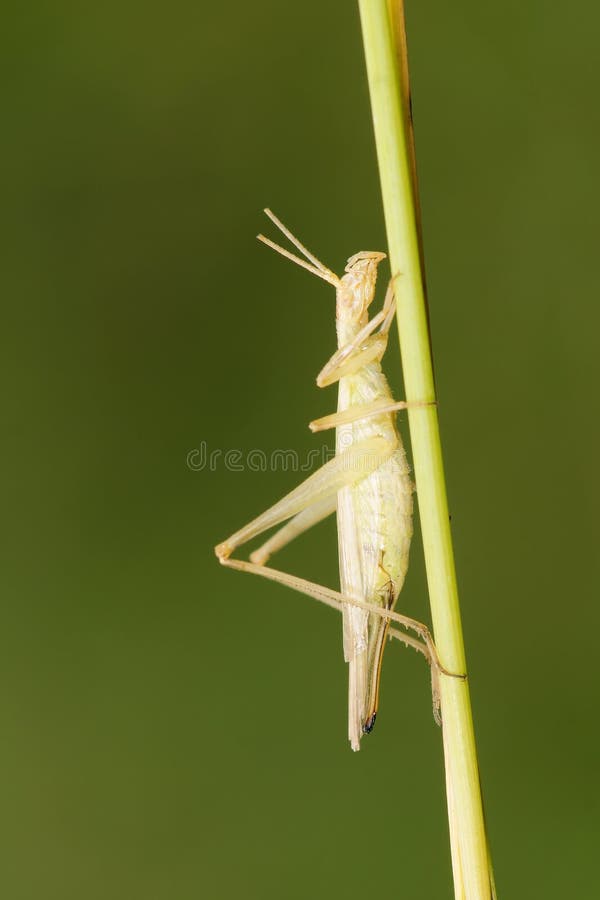 Locust stock image. Image of long, foot, close, closeup - 15056739
