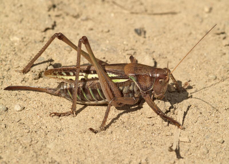 Female of a locust on sand stock image. Image of sand - 22637665