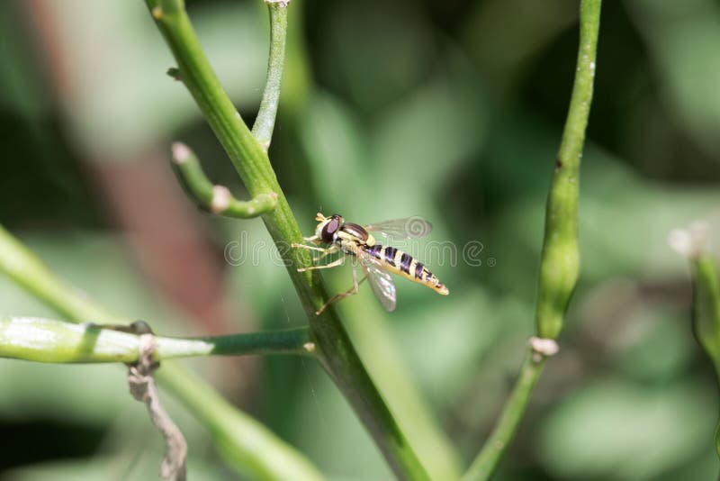 Female Long Hoverfly Sphaerophoria Scripta Stock Photo - Image of ...
