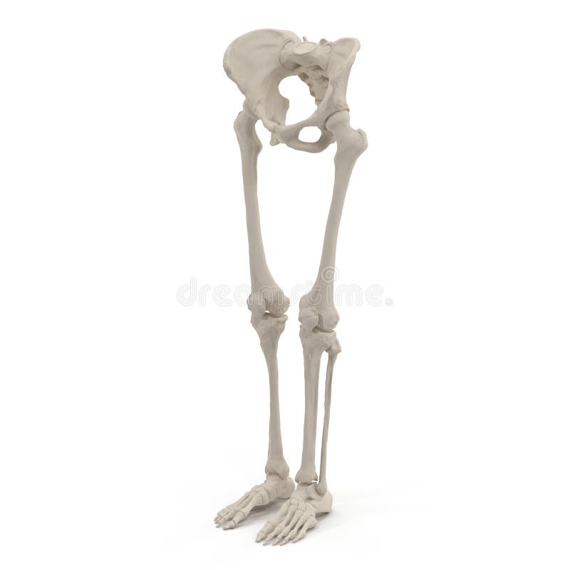 Lower Body Bone Anatomy Stock Illustrations – 2,101 Lower Body Bone ...