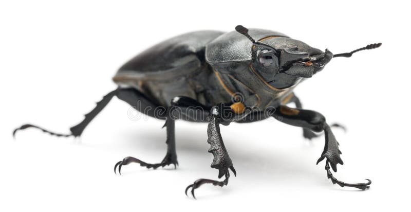 Lucanus cervus (male) stock photo. Image of lucanidae - 72602052