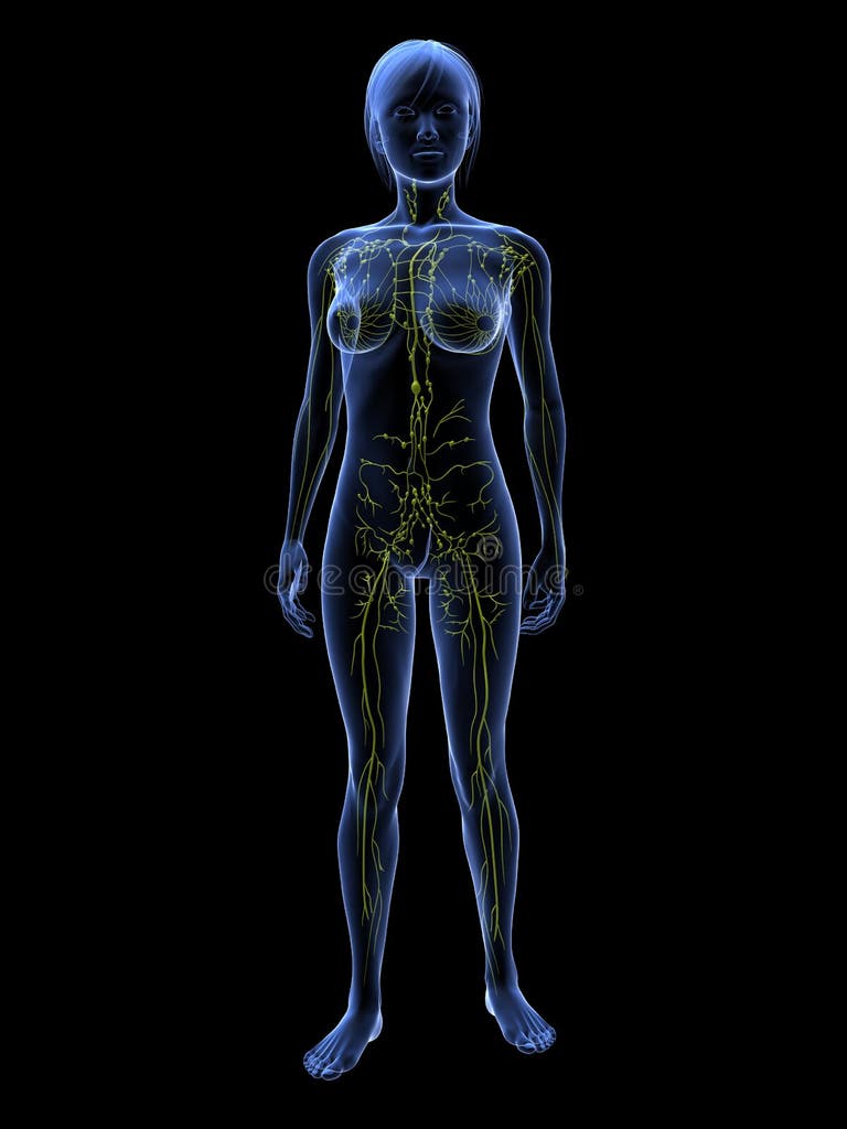Female Lymphatic System Stock Illustrations – 488 Female Lymphatic ...