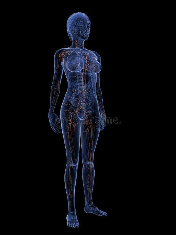 Female lymphatic system stock illustration. Illustration of gland ...