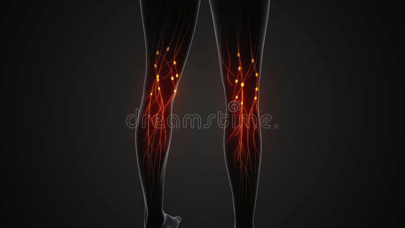 Female Lymphatic System Anatomical Structure Stock Illustration ...