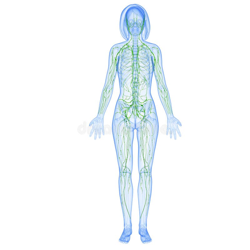 1,233,000+ Lymphatic system Free Stock Photos - StockFreeImages