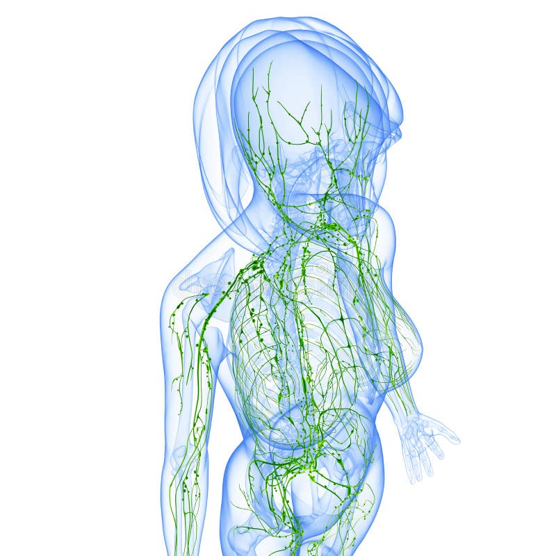 Lymphatic System of Female Back Side View Stock Illustration ...