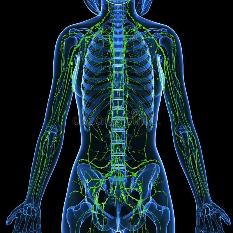 Lymphatic Head Stock Illustrations – 1,032 Lymphatic Head Stock ...