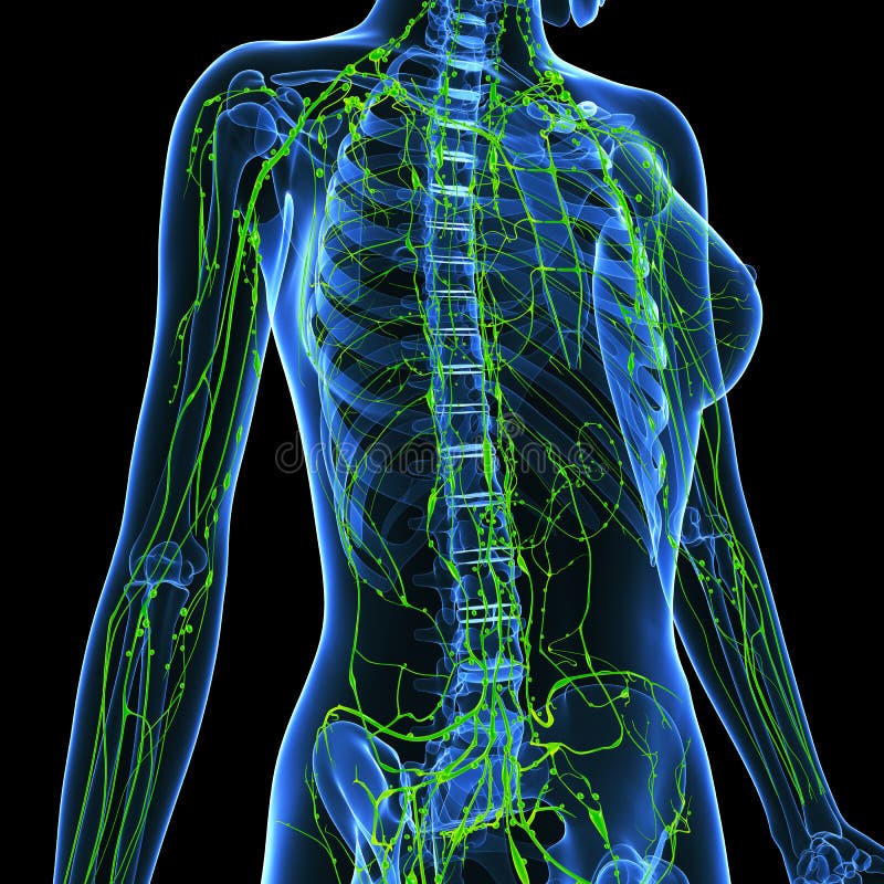 Female Lymphatic System X Ray Stock Illustration - Illustration of neck ...