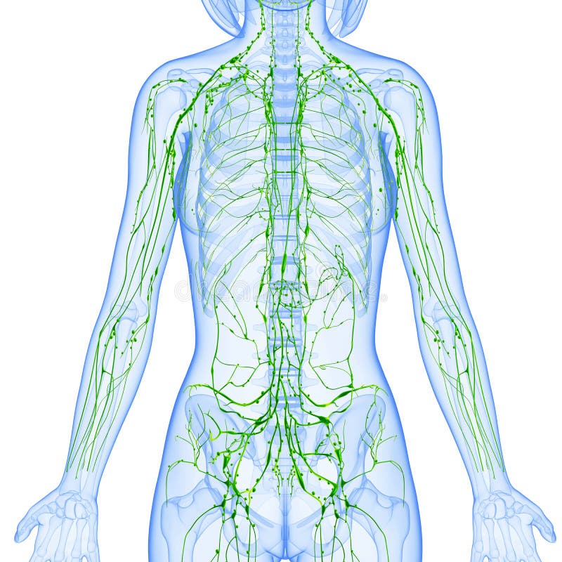 Lymphatic System with Full Body Skeleton Stock Illustration ...