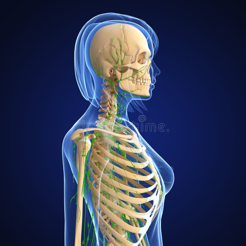Female Side View Lymphatic System Stock Illustration - Illustration of ...