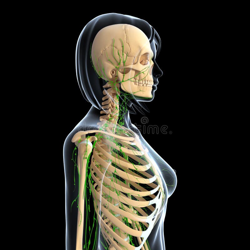 Female Side View Lymphatic System Stock Illustration - Illustration of ...