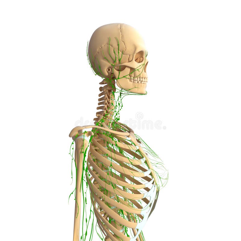 Female Lymphatic System with Skeleton Stock Illustration - Illustration ...
